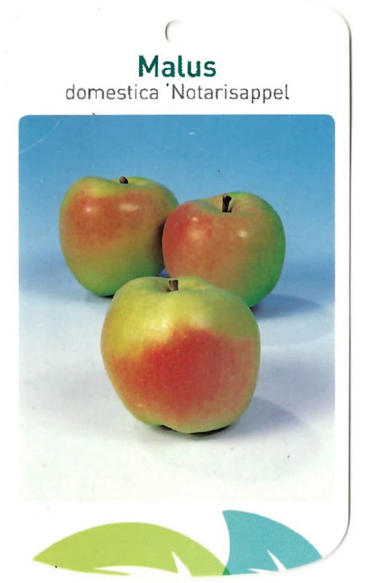 Accueil Oosterik - Malus Domestica Notarisappel | bol
