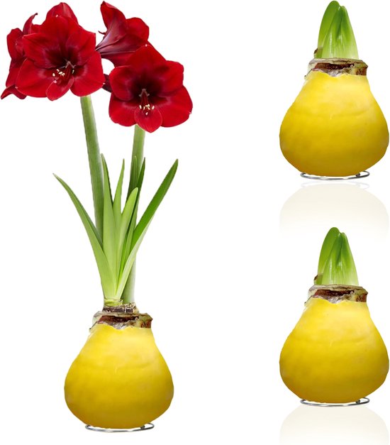 Amaryllis Wax Bol - 2 stuks - Geel - Bloembollen - Bloem bollen - No ...