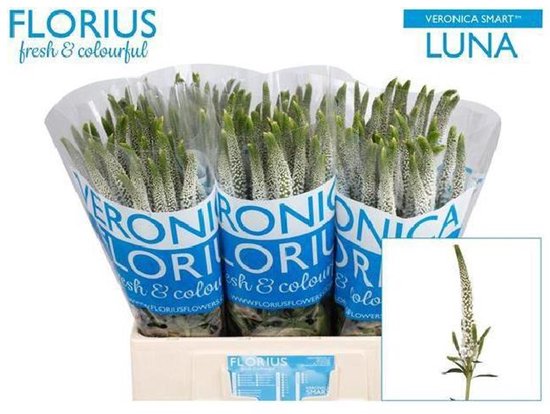 25x Veron.smart luna 60cm | bol