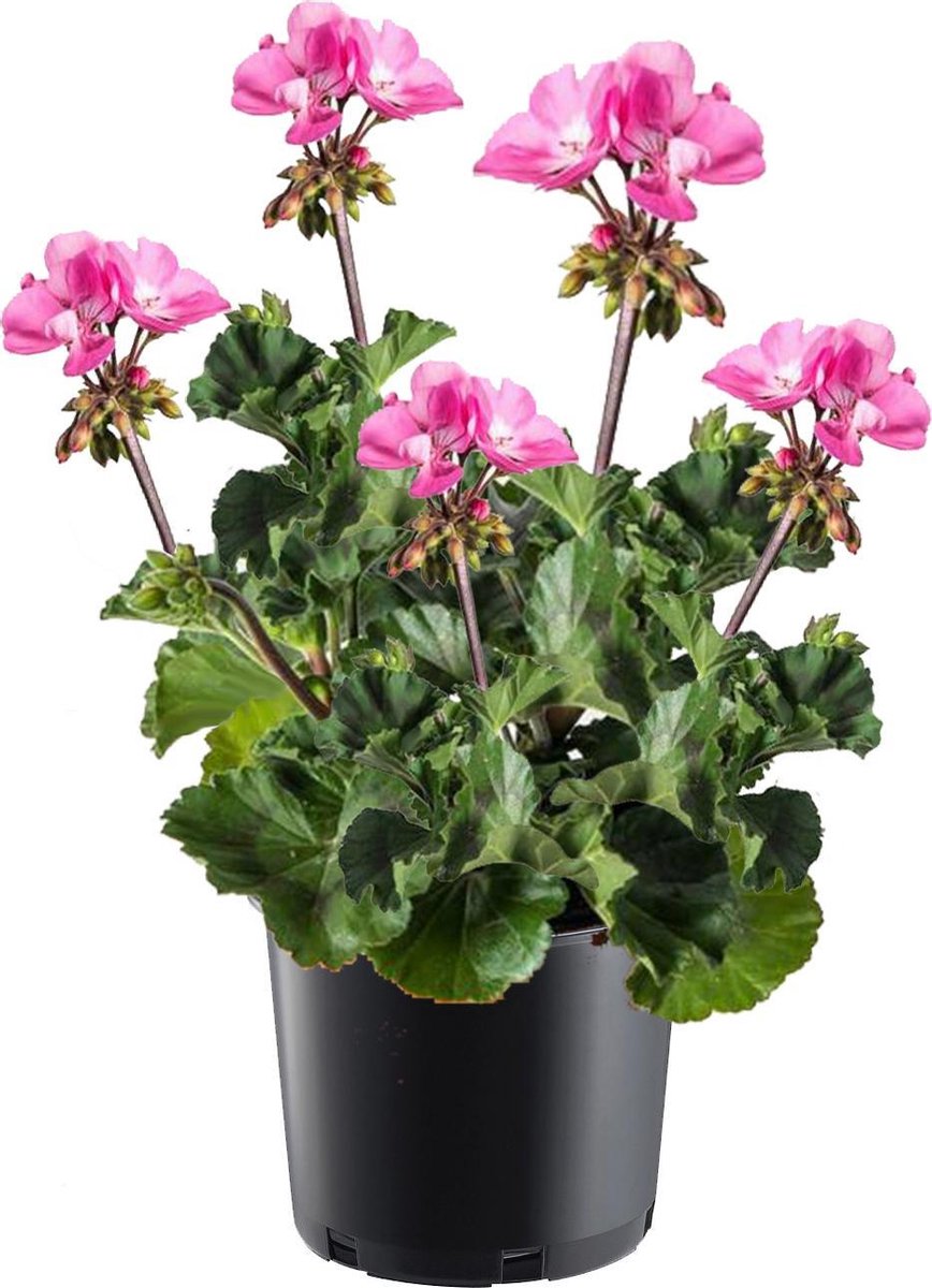 3 Roze staande Geraniums Hoge Staffold Korting Pelargonium meerdere ...