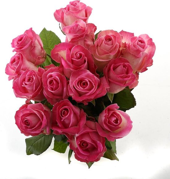 Candy Avalanche - Vers Boeket Rozen - ↨ 60cm - ⌀ Normale Bos - [Mama's ...