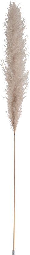 Pampasgras gedroogde pluim tak | bol