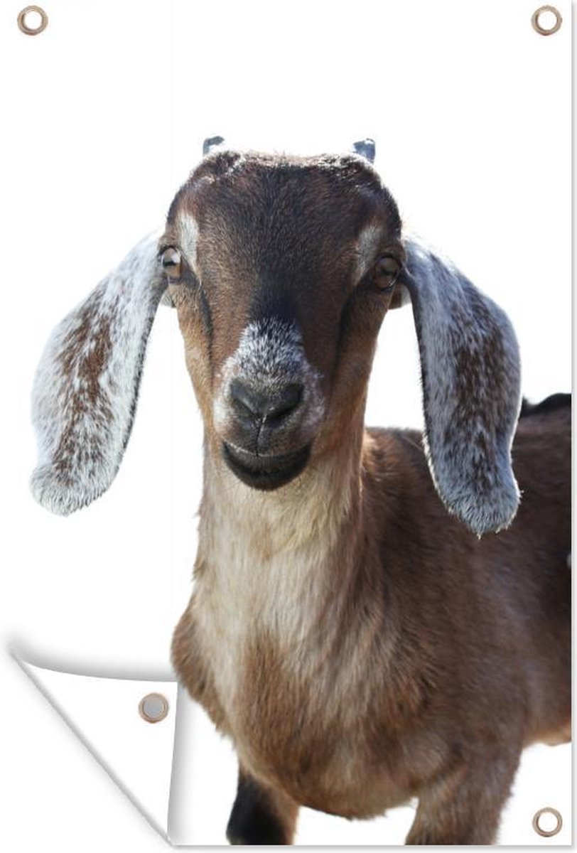 Tuinposters buiten Geit met hoorns en flaporen - 60x90 cm | bol.com