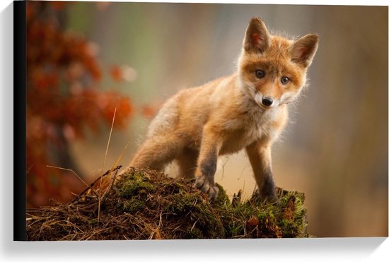 Canvas - Baby Vosje op Mos - 60x40cm Foto op Canvas Schilderij ...
