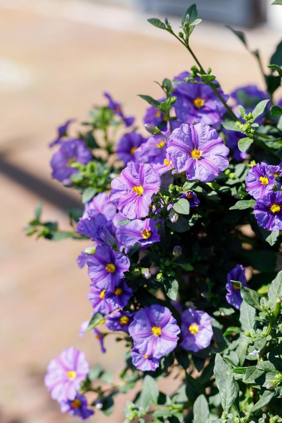 Set van 3 bloeiende tuinplanten met gratis zakje potgrond - Solanum Jasminoides, tuin... | bol.com