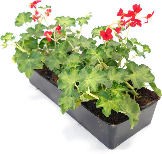 Pakket van 20 Geraniums / Pelargonium - Hangend enkel Decora (rood ...