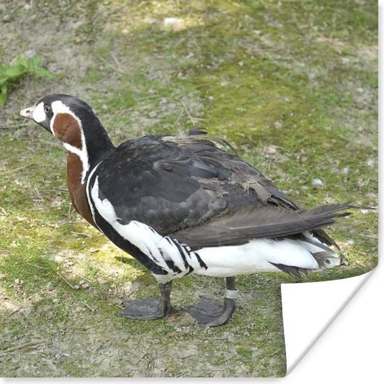 Poster Een wandelende roodhalsgans - 100x100 cm XXL | bol.com