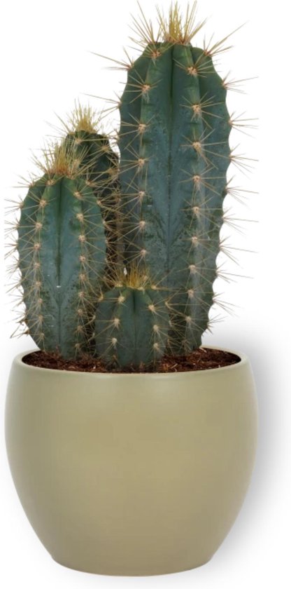 Cactus Pilosocereus Azureus - Disque de cactus - ± 25 cm de haut - 12 ...