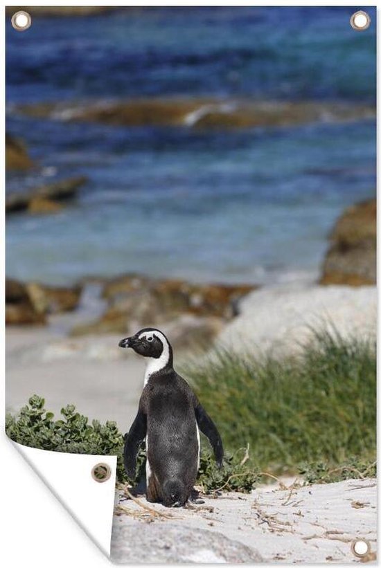 Un pingouin à pieds noirs sur les dunes de sable Affiche de jardin ...