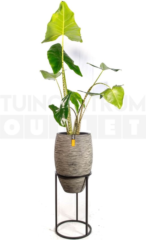 Planttafel cachet 43 zwart + Vaas elegant deluxe Rib NL 45x72 antraciet ...