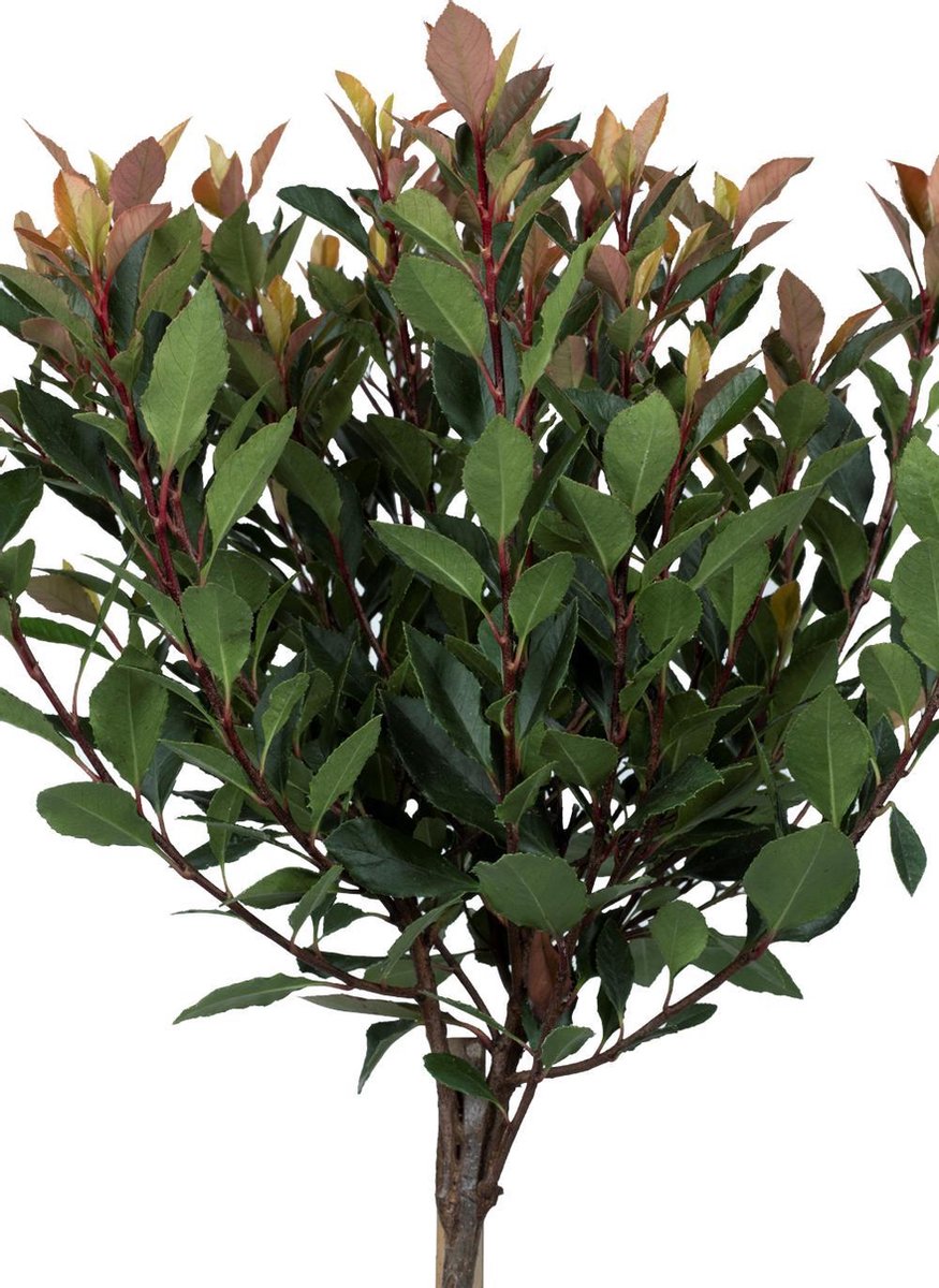 Glansmispel Chico op stam - Photinia fraseri Chico - Totale hoogte 85cm ...
