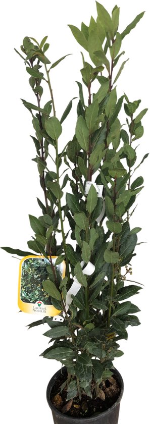 Laurus nobilis - Laurierstruik - 60-80 cm in pot | bol
