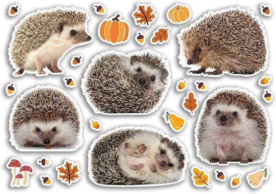 A5 Vinyl Sticker Vel: Leuke Egel Stickers voor Kinderen en Volwassenen ...