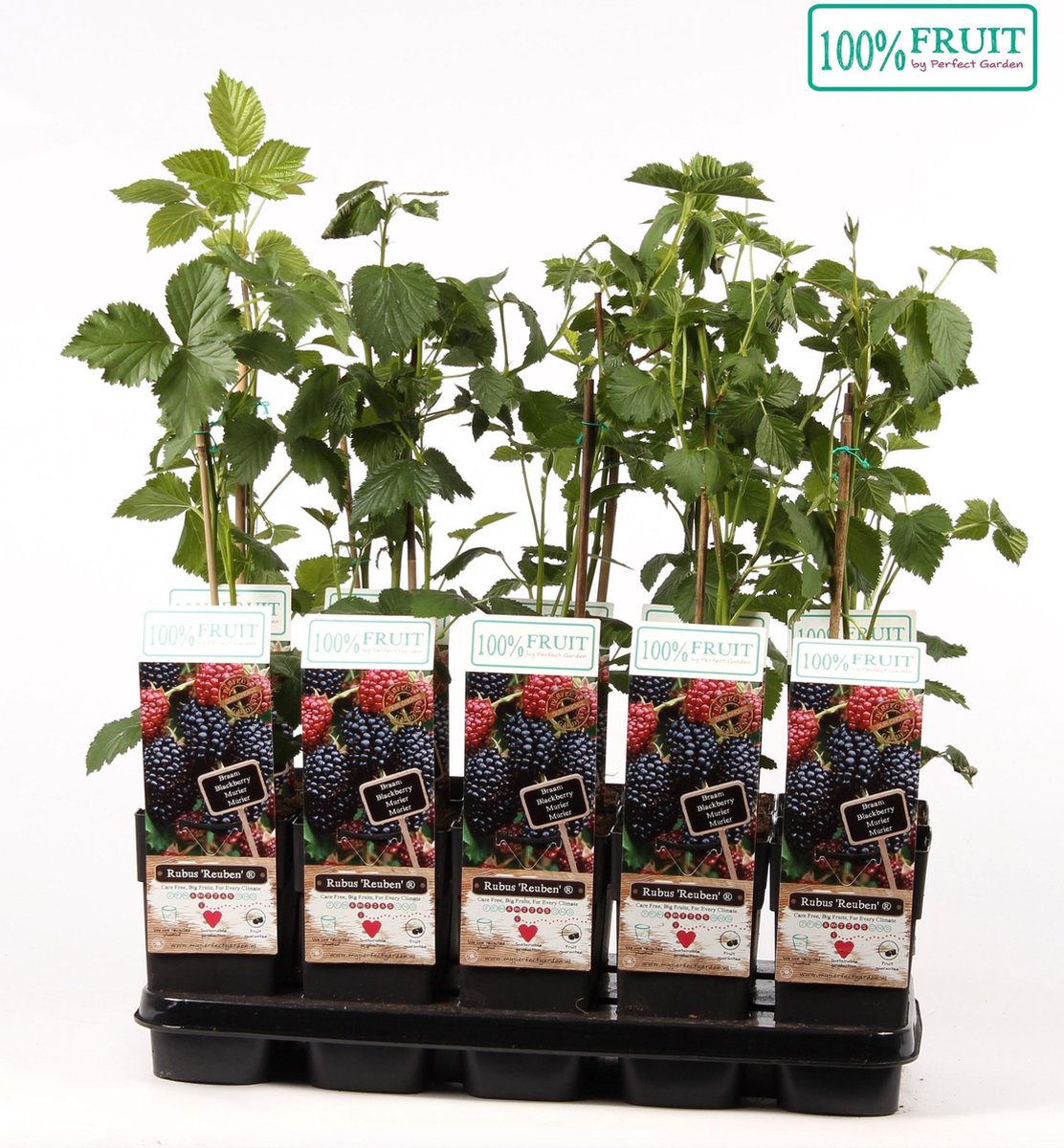 Rubus fruticosus Reuben; Totale hoogte 50-70cm incl. 2 Liter pot ...
