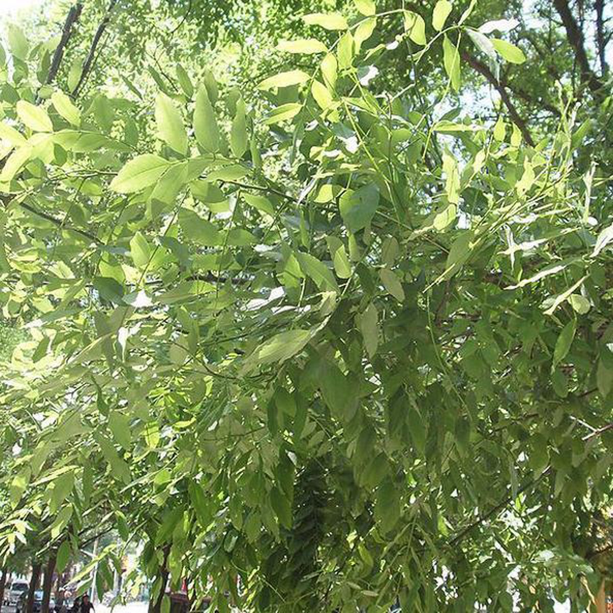 Sophora Japonica - Honingboom - Hoogte 275 cm Blote Wortel | bol.com