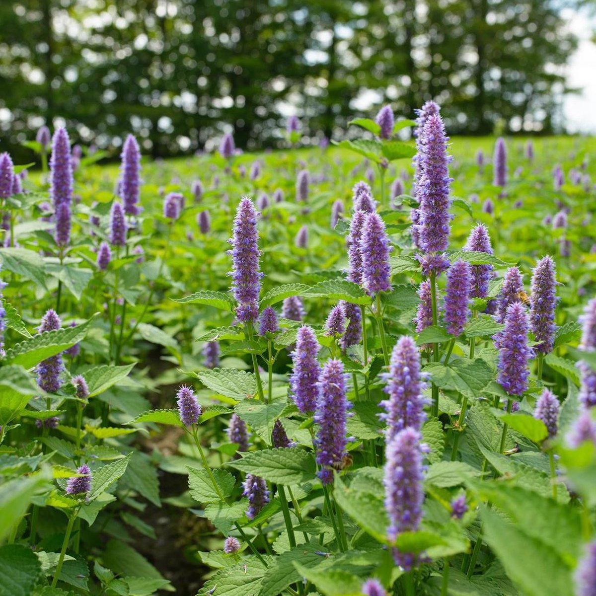 6 x Agastache Foeniculum - Anijsplant pot 9x9cm | bol.com