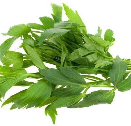 Set van 12 planten Levisticum officinale - Lavas, Maggiplant, Franse ...