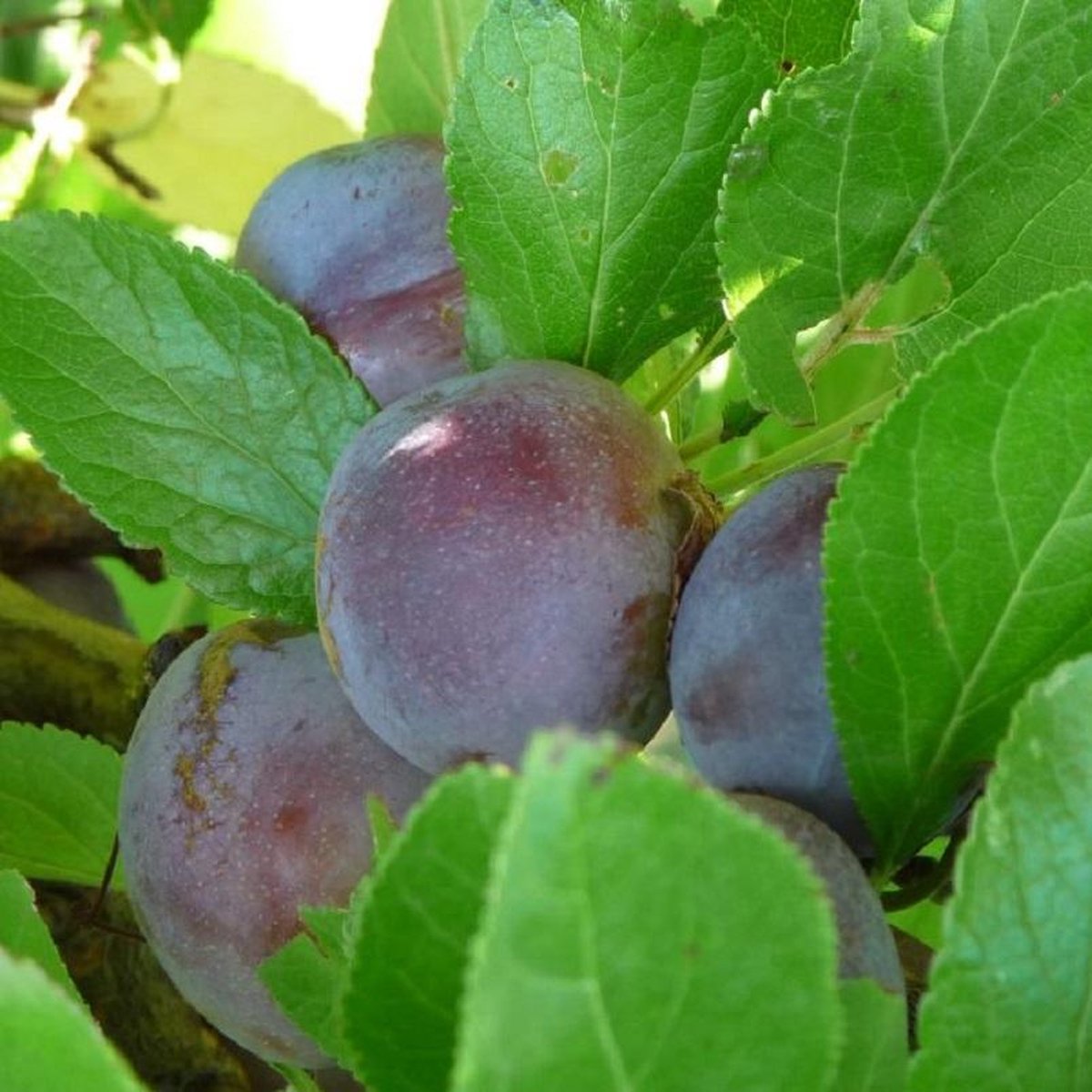 PRUNUS DOMESTICA 'BLEUE DE BELGIQUE' - Pruim Boom halfstam blote wortel ...