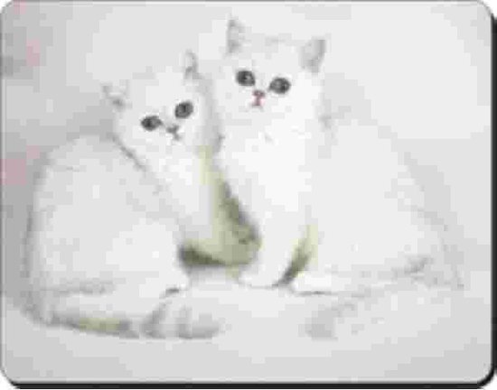 2 Witte Chinchilla Katten Muismat | bol.com
