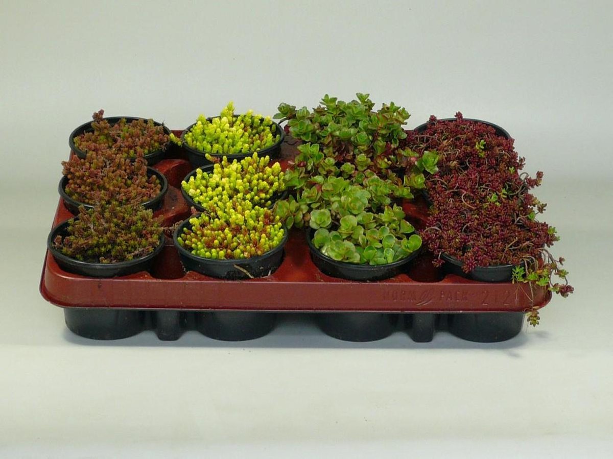 Sedum (Rotsplanten) mix 60 stuks (9 cm) | bol.com