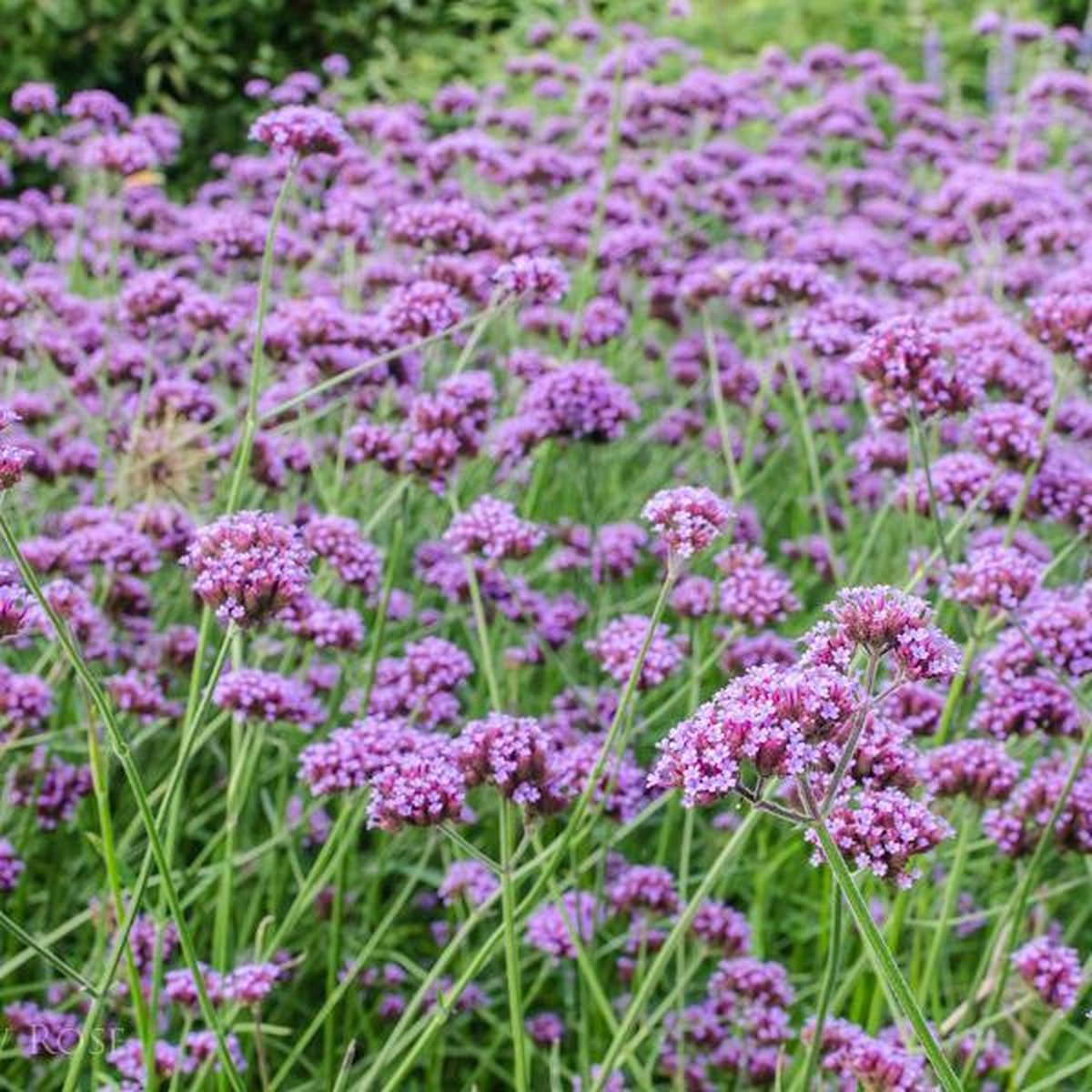 6 x Verbena Bonariensis - IJzerhard in 9x9 cm Pot: Een ...