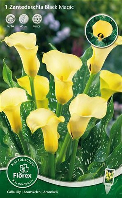 Calla Bloembol - Black Magic - Geel | bol.com