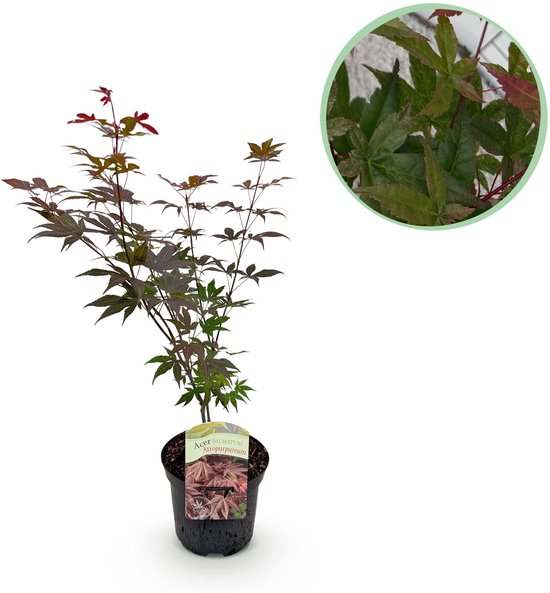 Tuinplantenshop.com | Terrasplant - Japanse Esdoorn - Acer palmatum ...