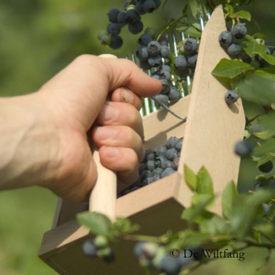 De Wiltfang Bosbessenplukker | bol