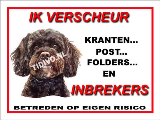 Cavapoo 8 Bol 5858