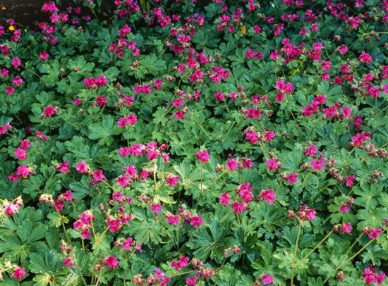 Plants Online - Tuinplanten - Vaste planten - Set van 5 - Geranium ...