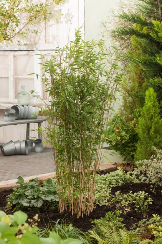 Plants Online - Tuinplanten - Bamboe - Set van 1 - Fargesia 'Obelisk ...