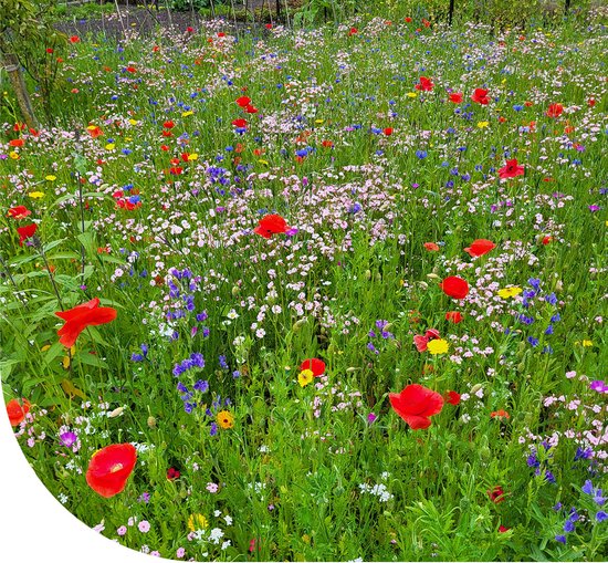 MRS Bloemenweide met Graszaad - 100 gram voor 30 m² - 38 bloem- en ...