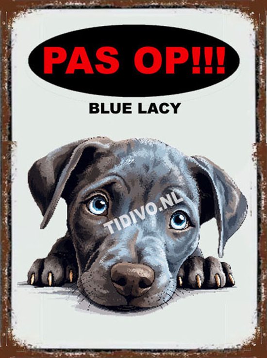 Blue Lacy 17 | bol