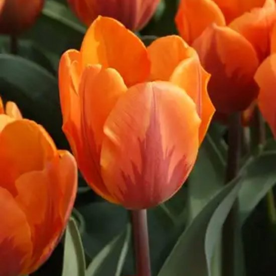 Tulp (Tulipa) - Prinses Irene - Snijbloemen - Voorjaarsbollen - bloeit in April / Mei | bol