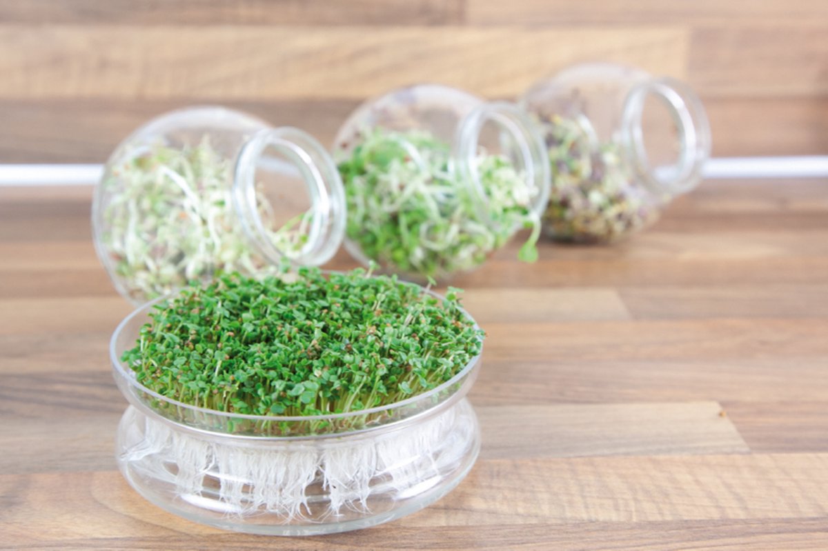 Buzzy Kweekset BIO Glazen Bowl | bol.com