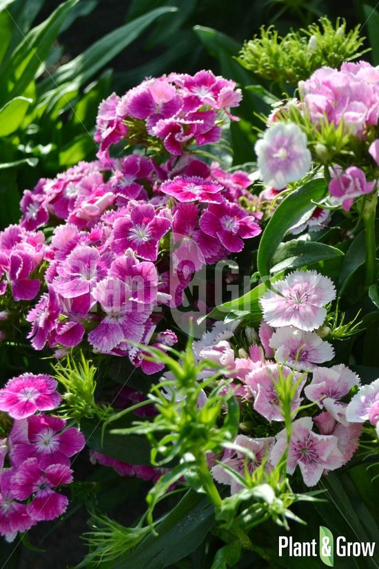 6x Duizendschoon / Dianthus barbatus 'Indianer Teppich' | Meerjarige ...