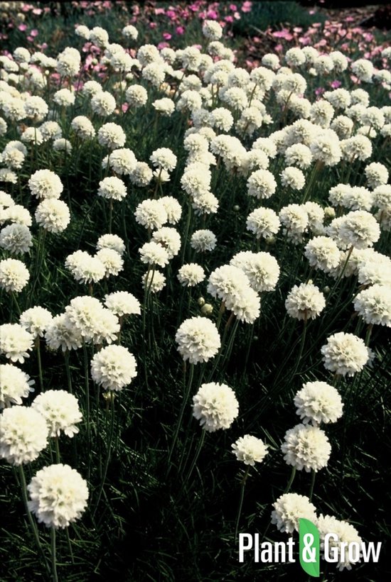 6x Engels gras / Armeria maritima 'Alba' | Meerjarige/Vaste planten ...