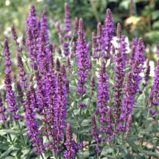 6 x Salvia nemorosa 'Blaukonigin' - BOSSALIE - pot 9 x 9 cm | bol