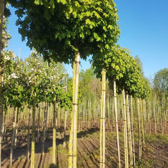 Bol veldesdoorn - Acer campestre Nanum | Omtrek: 8-12 cm | Hoogte: 275 ...