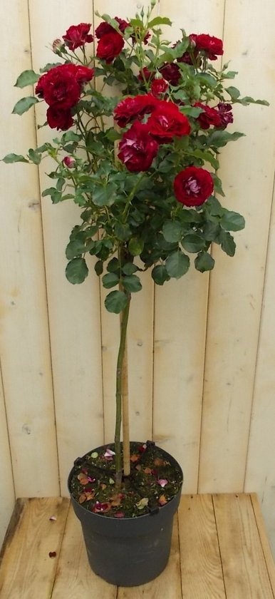 Stamroos 100 cm rood | bol