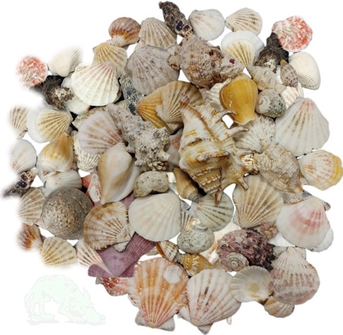 Schelpen mix 900gram - decoratie - zee decoratie - mandje schelpen ...