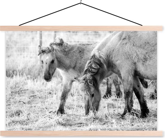 Schoolplaat - Paarden in het Lauwersmeer gebied - zwart wit - 120x80 cm ...