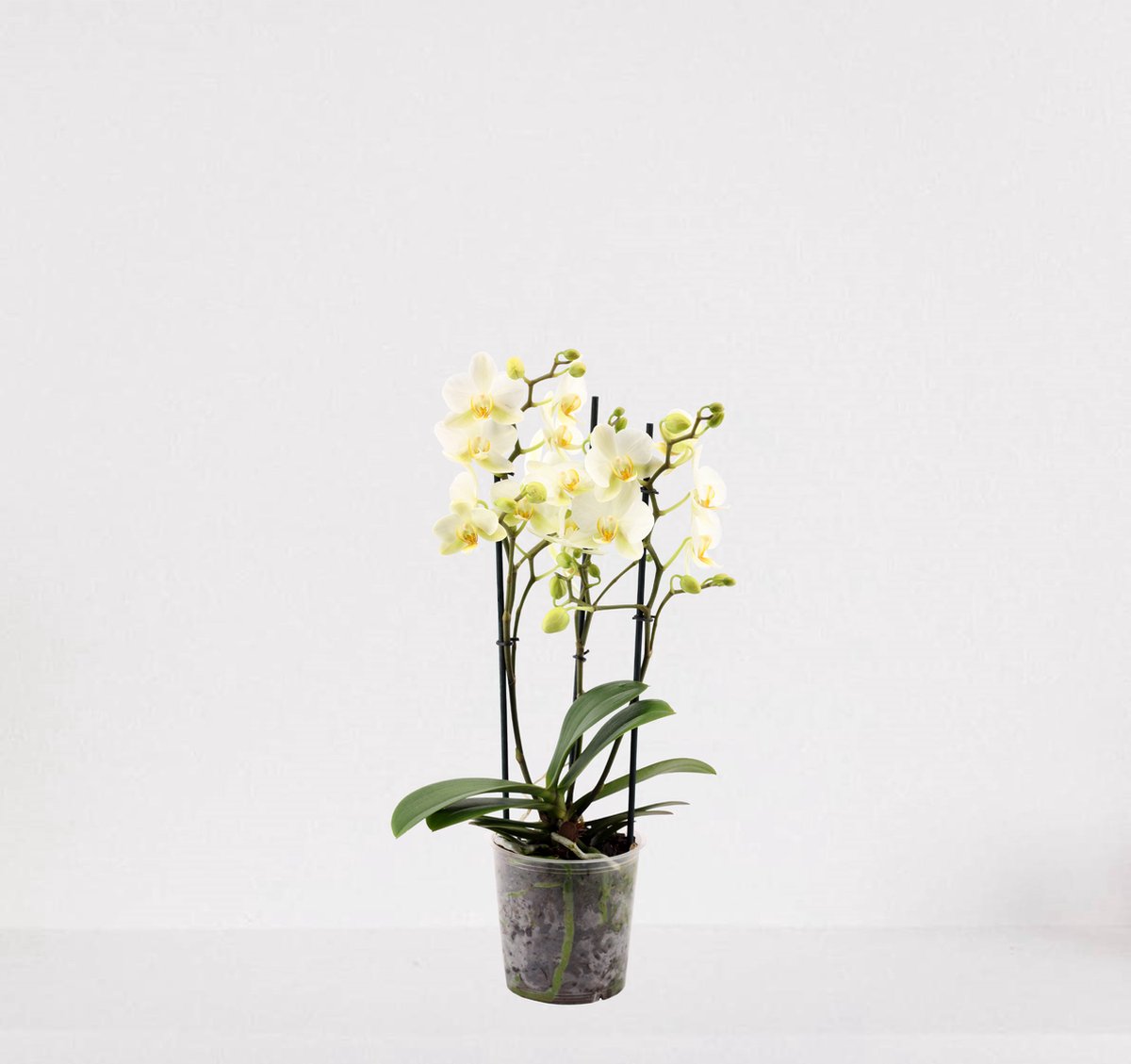 Phalaenopsis Multiflora wit – bloeiende witte Orchidee – kamerplant - ↕ ...
