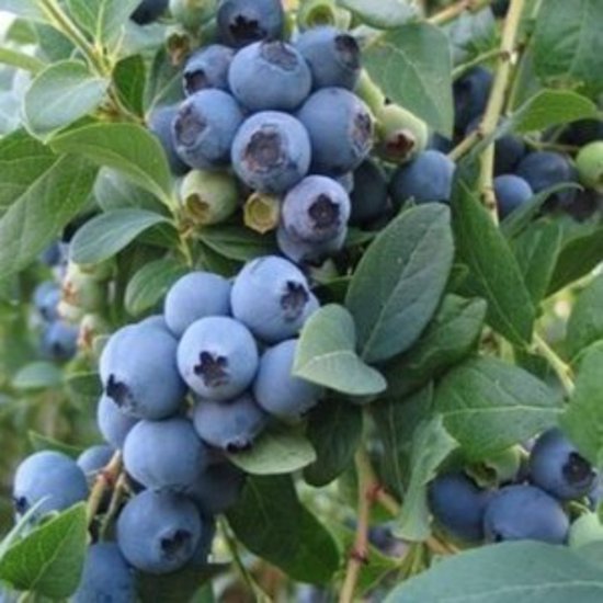 Vaccinium cor. 'Goldtraube 71' - Blauwe bes, Blauwe bosbes 30-40 cm in ...