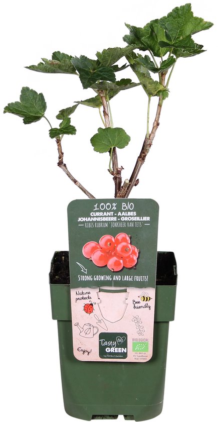 Bessenplant – Rode Bes (Ribes rubrum Jonkheer van Tets) – Hoogte: 45 cm ...