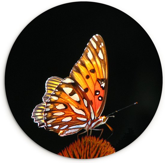 WallCircle - Wandcirkel 150x150 - Vlinder - Bloemen - Insect - Portret - Zwart -... | bol
