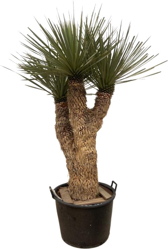 Yucca Rostrata Hidra - 200 Cm - Ø60 | bol