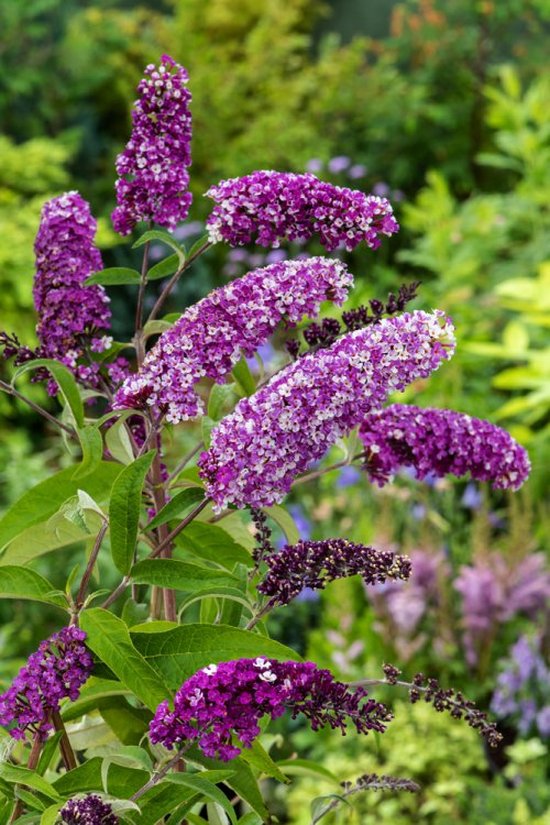 Buddleja davidii Berries & Cream C3 50-60 cm | bol
