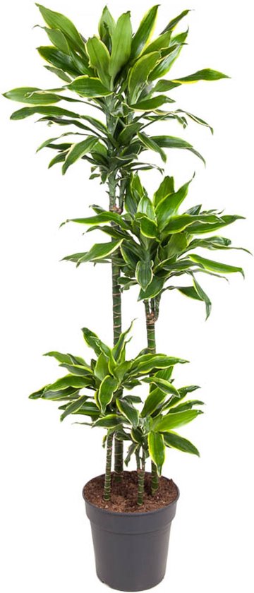 Goed & Groen - Dracaena Gold Coast - Drakenbloedboom - XL -↨ 140cm ...