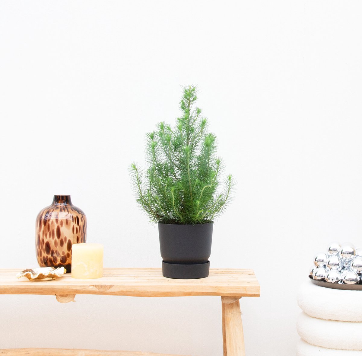 Pinus Pinea ' Silver Crest' - 50 cm | bol